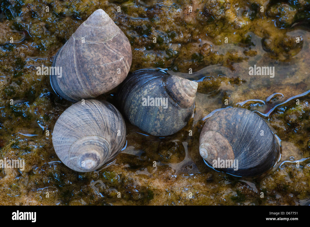 sea snails (buccinidae) on a rock, norway Stock Photo - Alamy