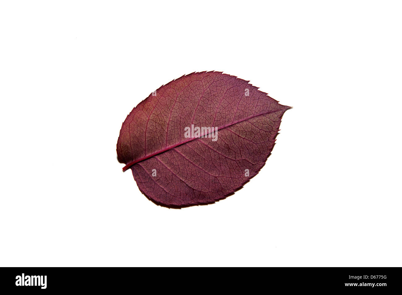 Different leaf shapes Cut Out Stock Images & Pictures - Alamy