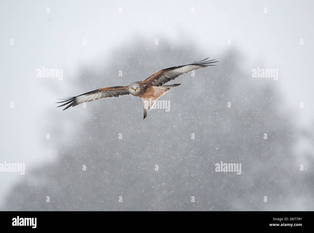 Red bird snow hi-res stock photography and images - Alamy