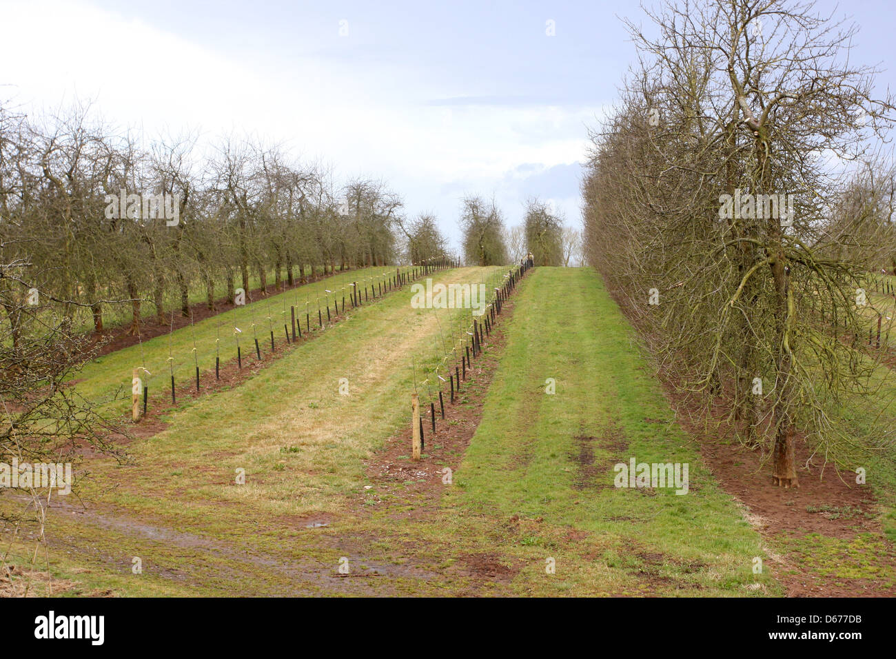 Two rows of newly planted apple trees in the orchards of Thatchers ...