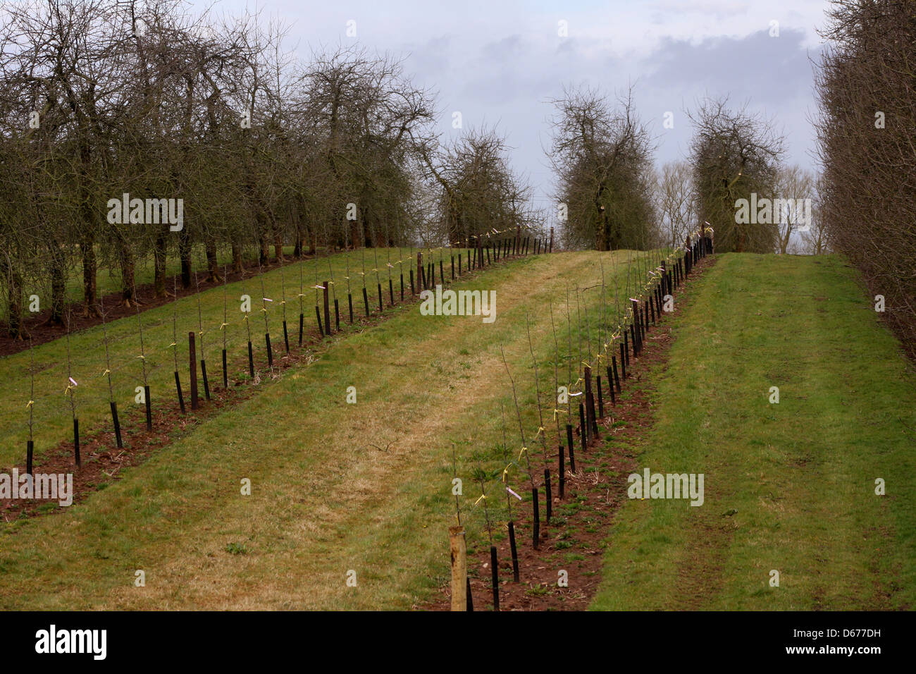 Two rows of newly planted apple trees in the orchards of Thatchers ...