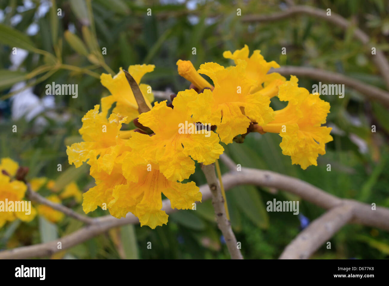 Flowers of the Yellow Tabebuia tree or Roble tree Stock Photo - Alamy