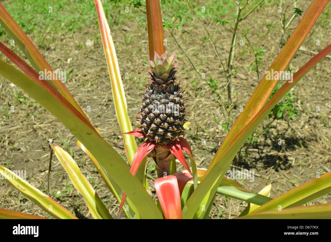 Miniature pineapple hi-res stock photography and images - Alamy