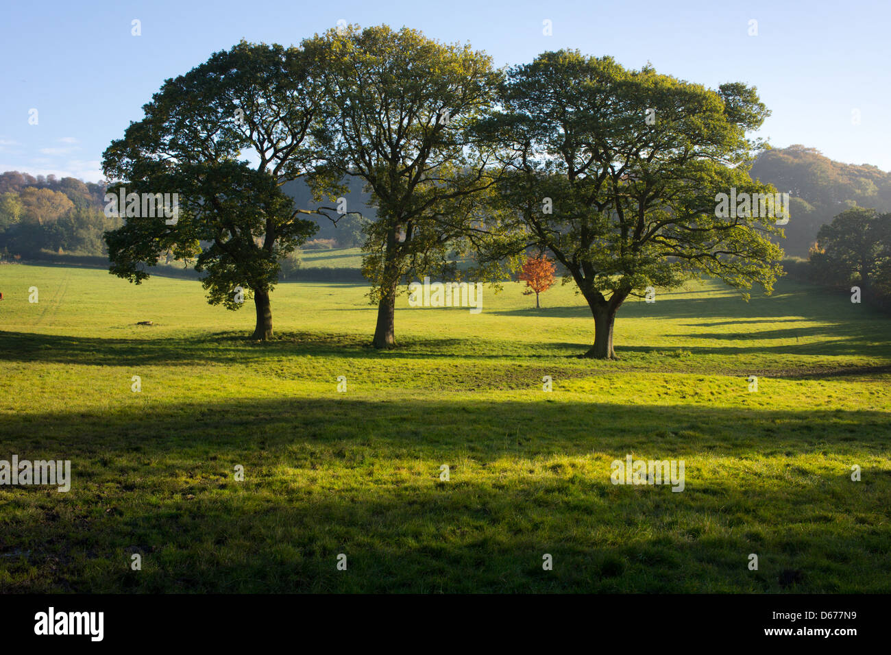 Four Trees in English landscape Stock Photo - Alamy