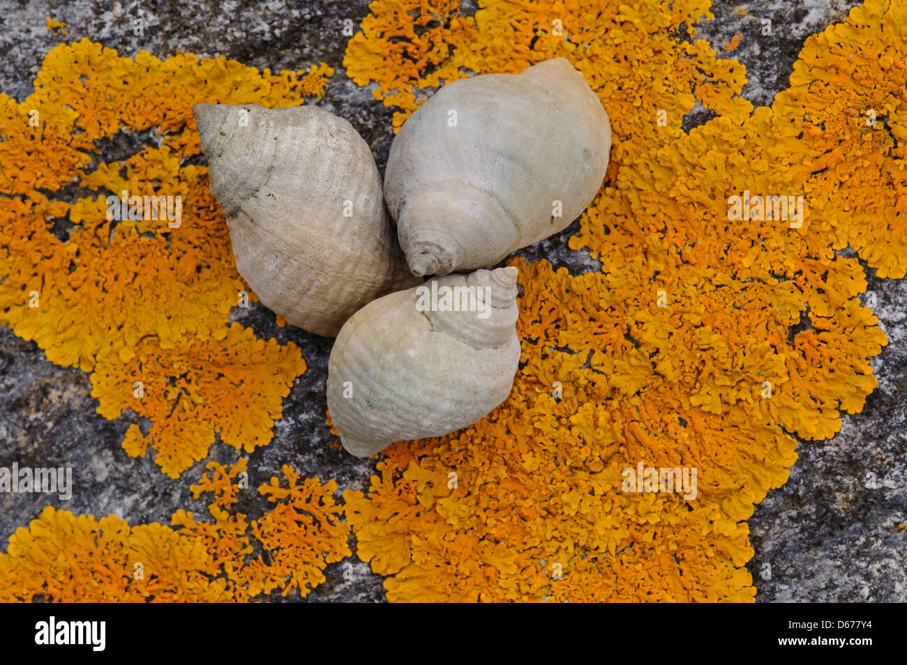 Buccinidae hi-res stock photography and images - Alamy