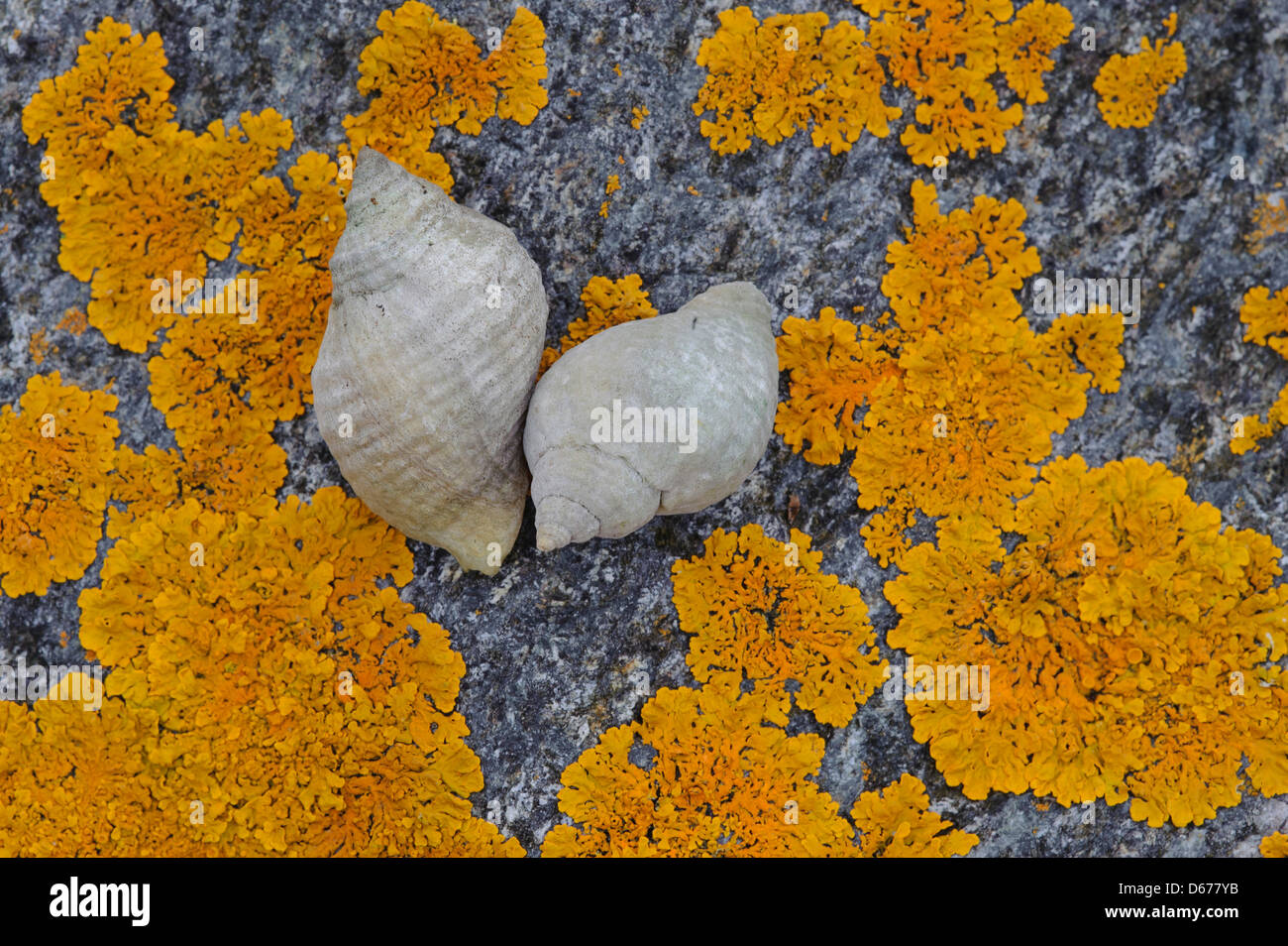 Snails On The Rock High Resolution Stock Photography and Images - Alamy