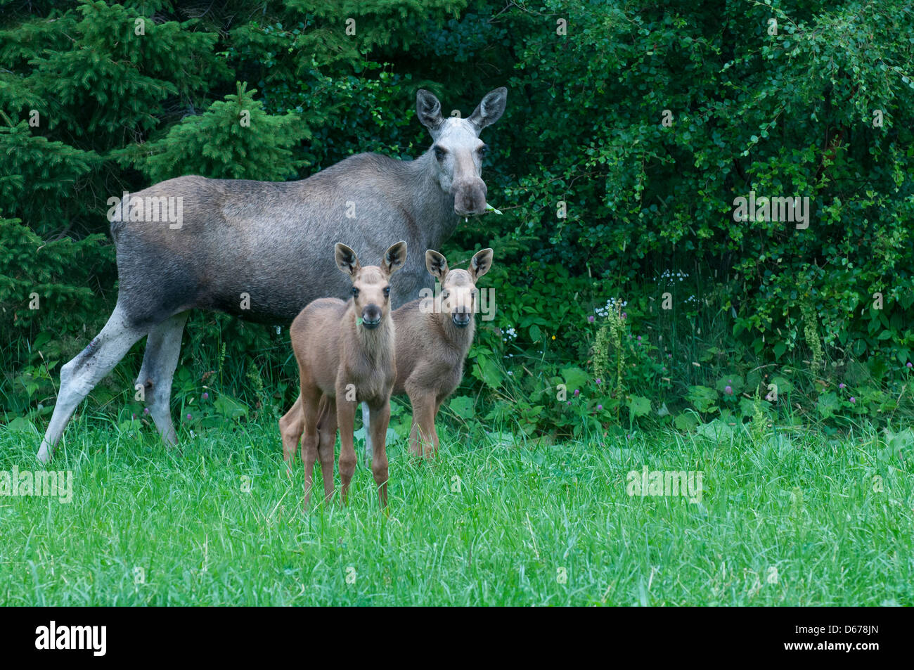 Eurasian Elks High Resolution Stock Photography and Images - Alamy