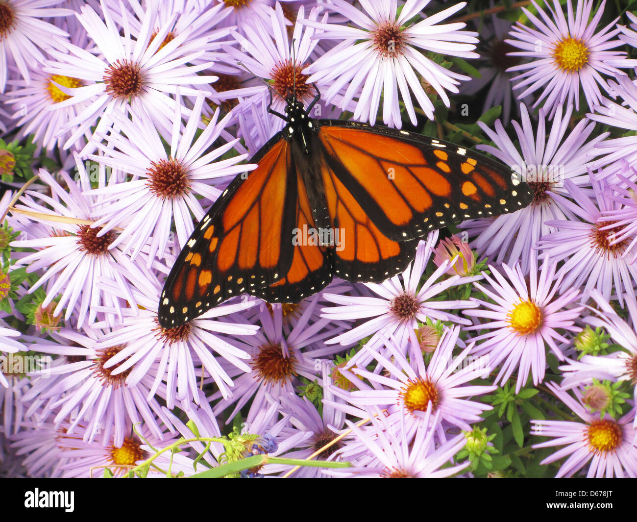 beautiful colorful Monarch butterfly on a flower Stock Photo - Alamy