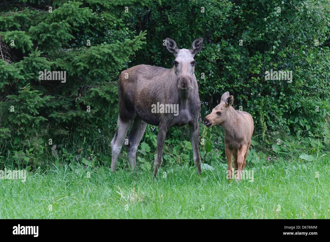 eurasian elk cow with one calf, alces alces, norway Stock Photo - Alamy
