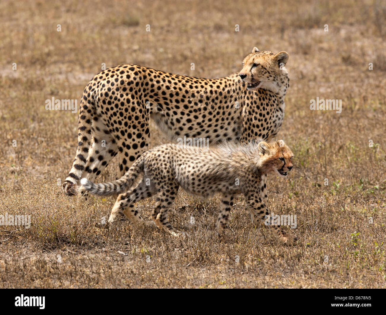 Cheetah mother with cub Stock Photo - Alamy