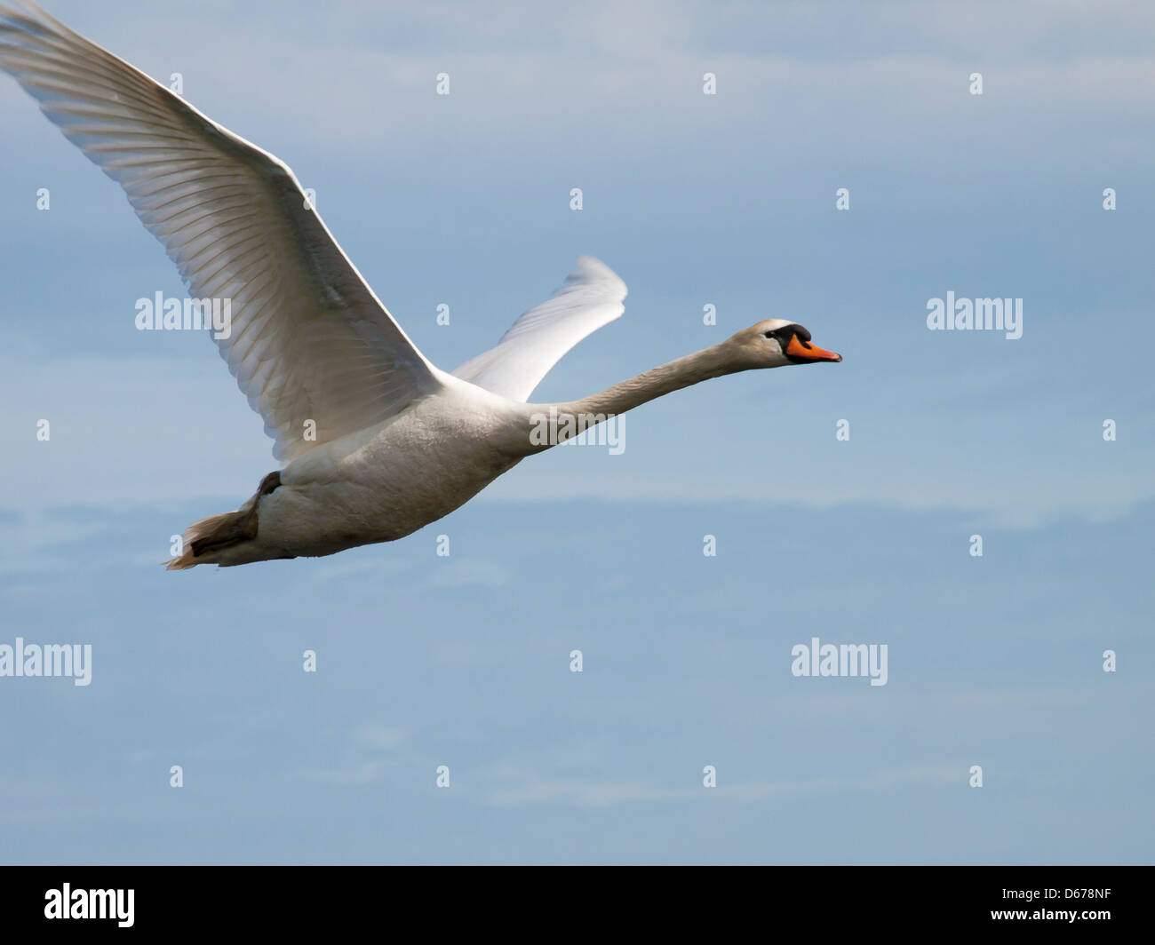Swan sky hi-res stock photography and images - Alamy