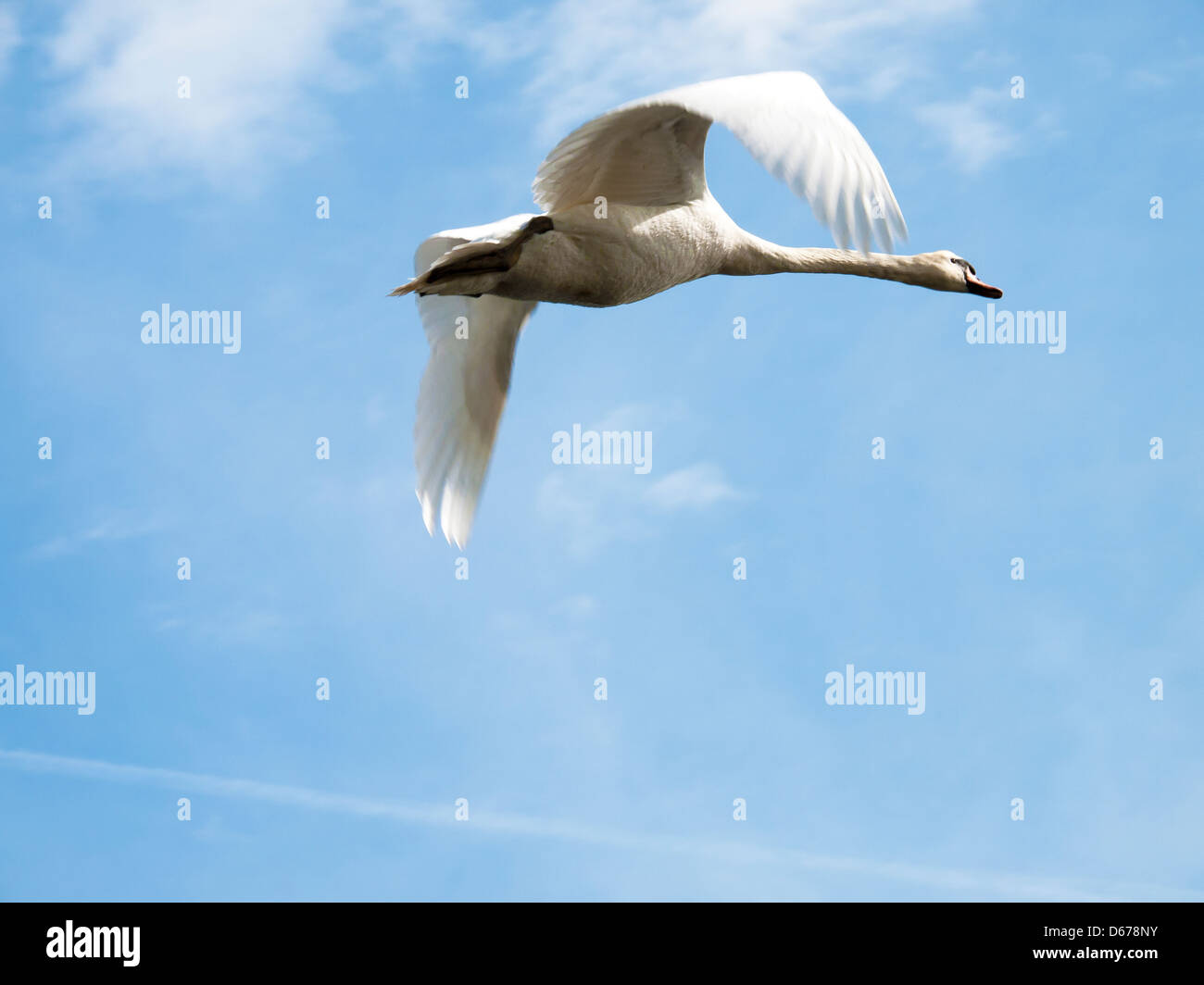 White Swan Flying Swan In Flight Stock Photo, Picture And Royalty Free