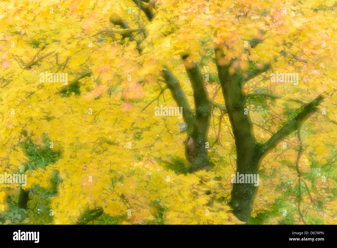 Marple leaves hi-res stock photography and images - Alamy