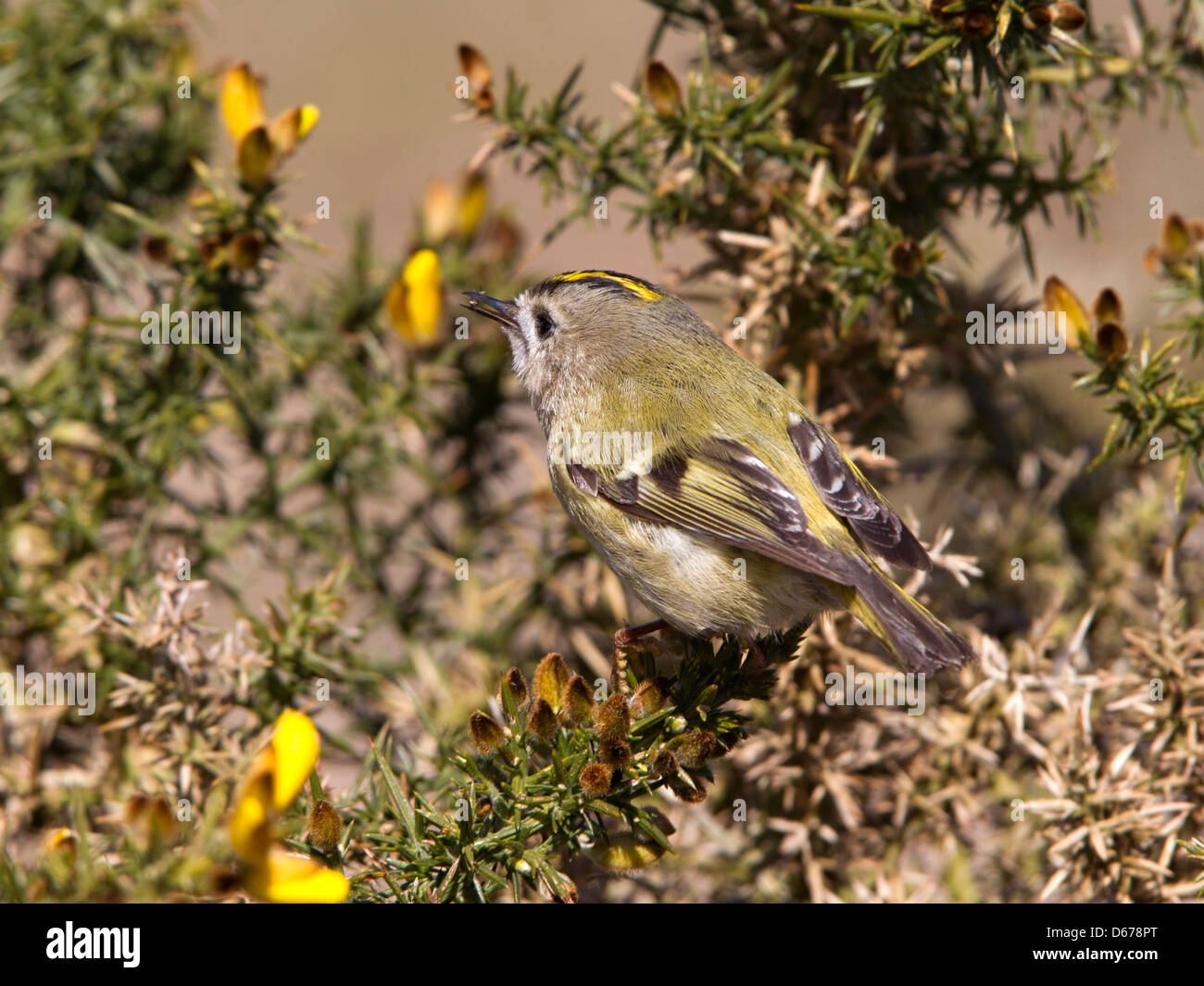 Female goldcrest hi-res stock photography and images - Alamy
