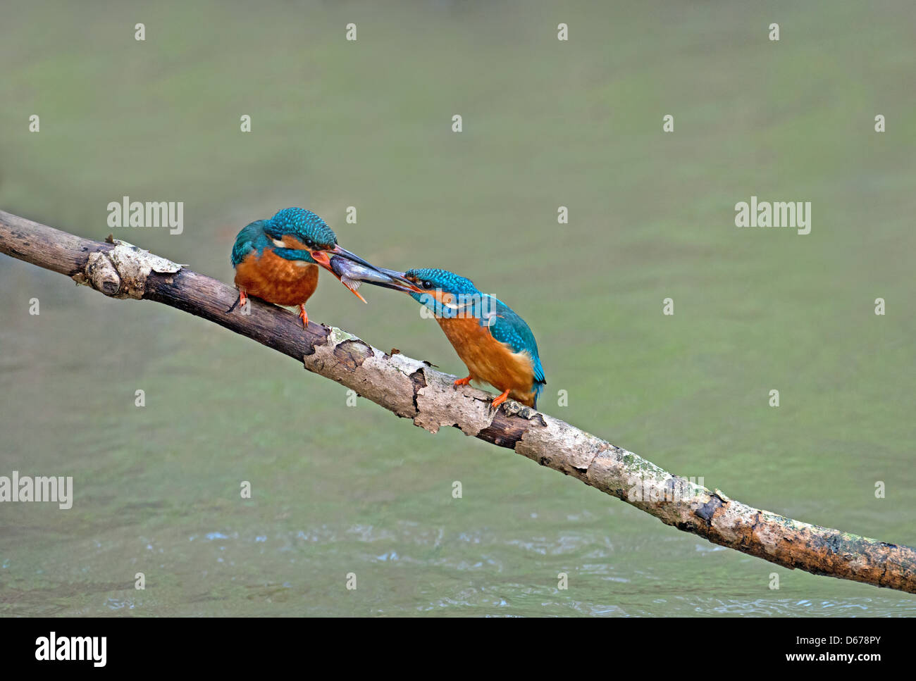 Male and female kingfisher hi-res stock photography and images - Alamy