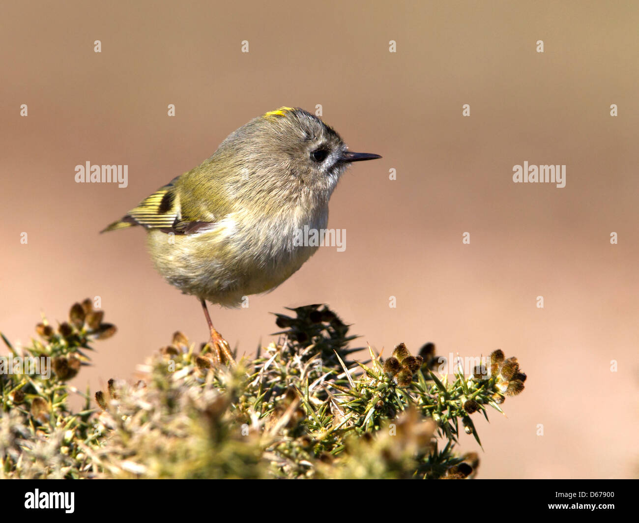 Female goldcrest hi-res stock photography and images - Alamy