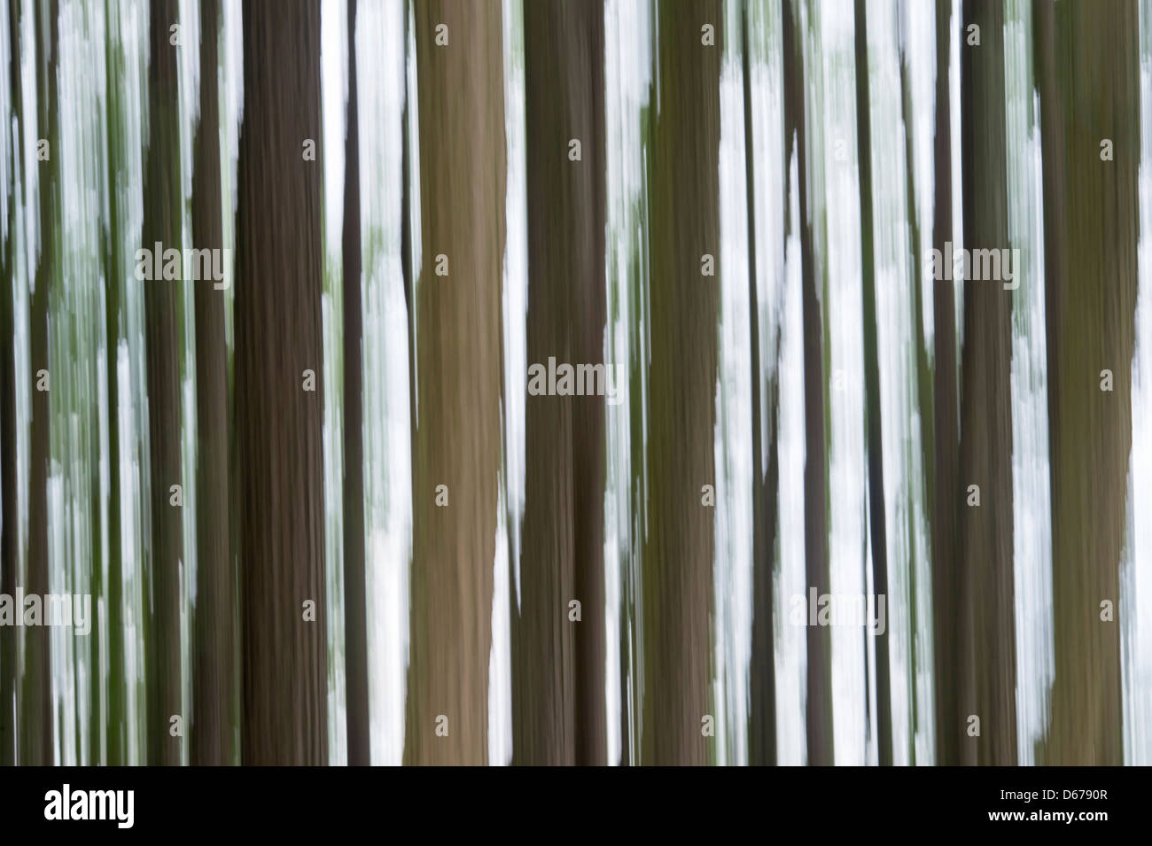 Alder carr forest hi-res stock photography and images - Alamy