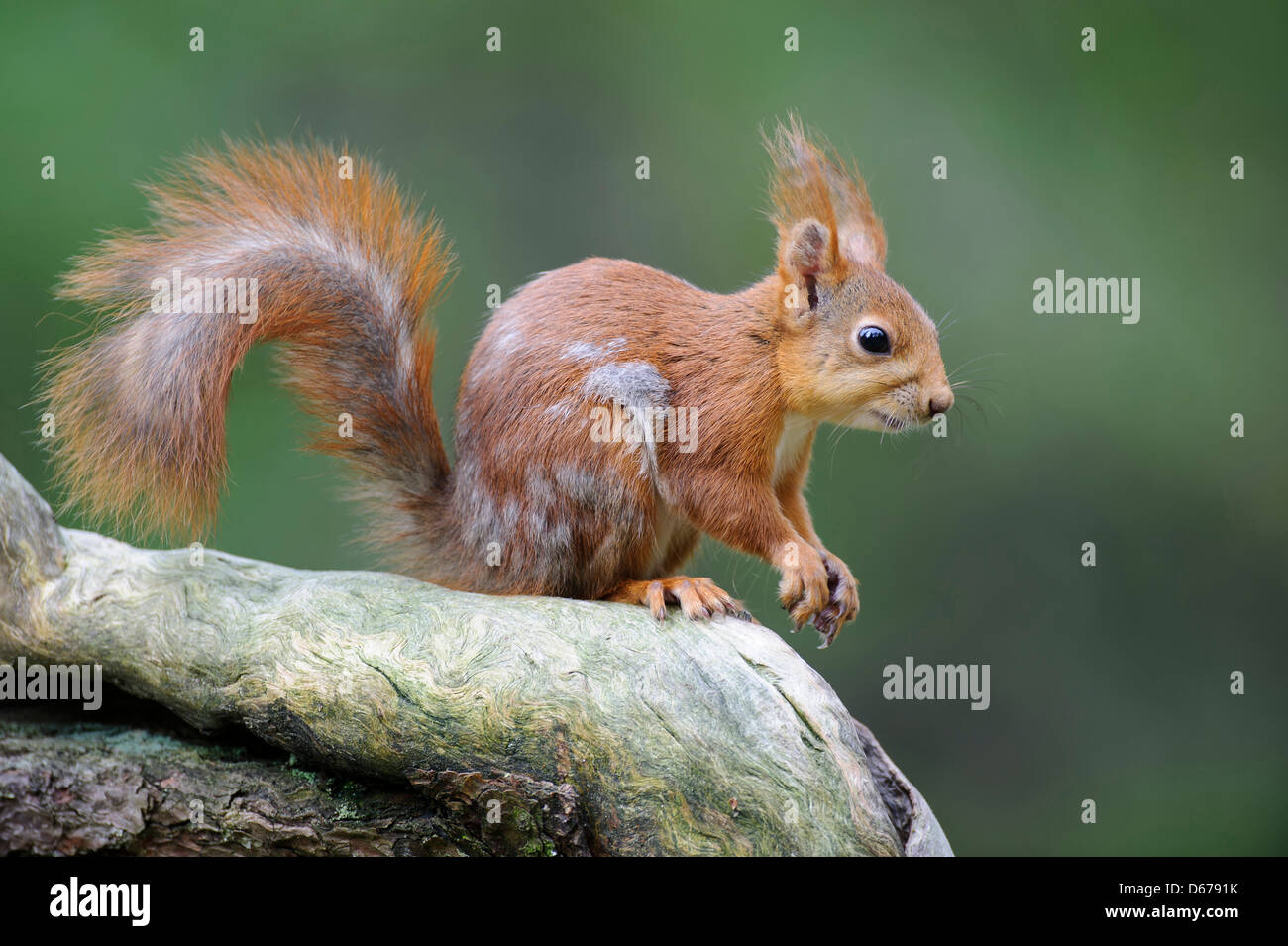 eurasian red squirrel, sciurus vulgaris Stock Photo - Alamy