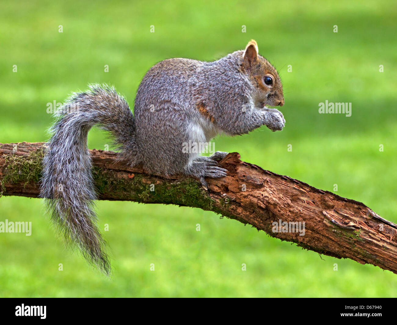 Grey squirrel hi-res stock photography and images - Alamy