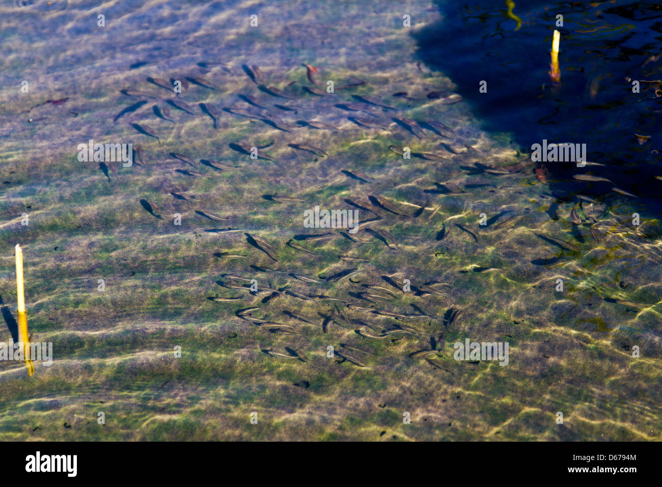 A school of small fish swimming in a shallow stream with rippling water ...