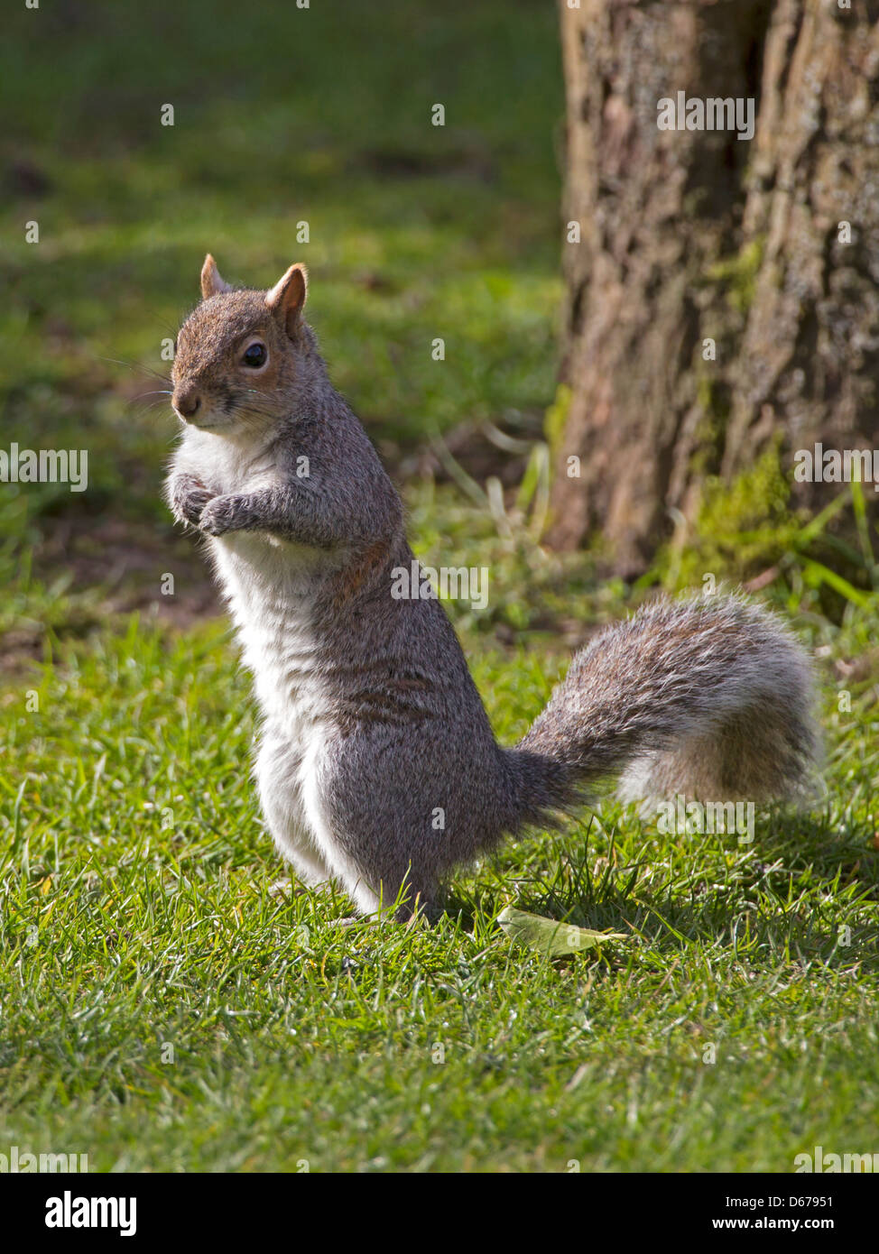 Grey squirrel standing upright Stock Photo - Alamy