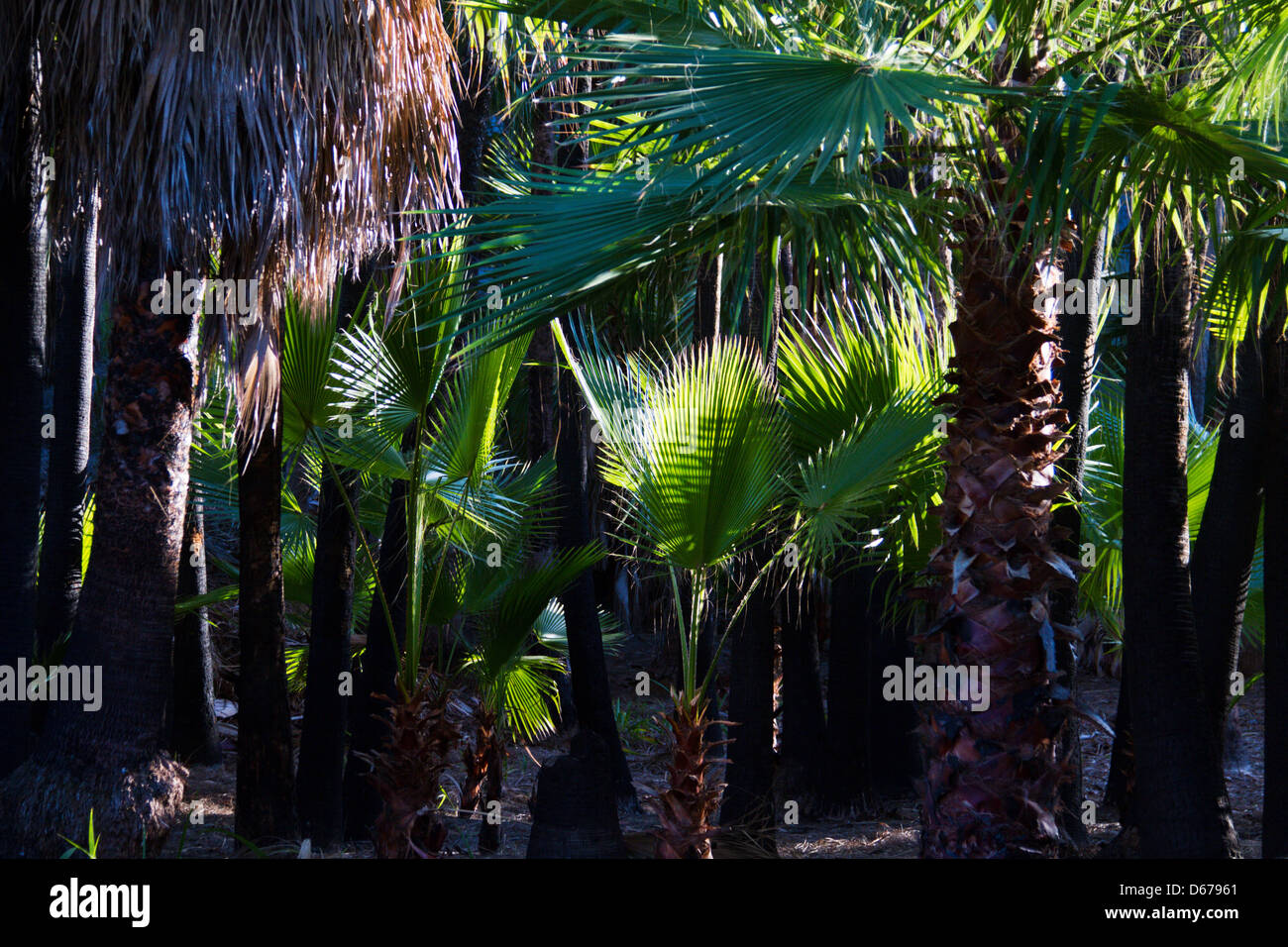 Mexico tropical forest hi-res stock photography and images - Alamy