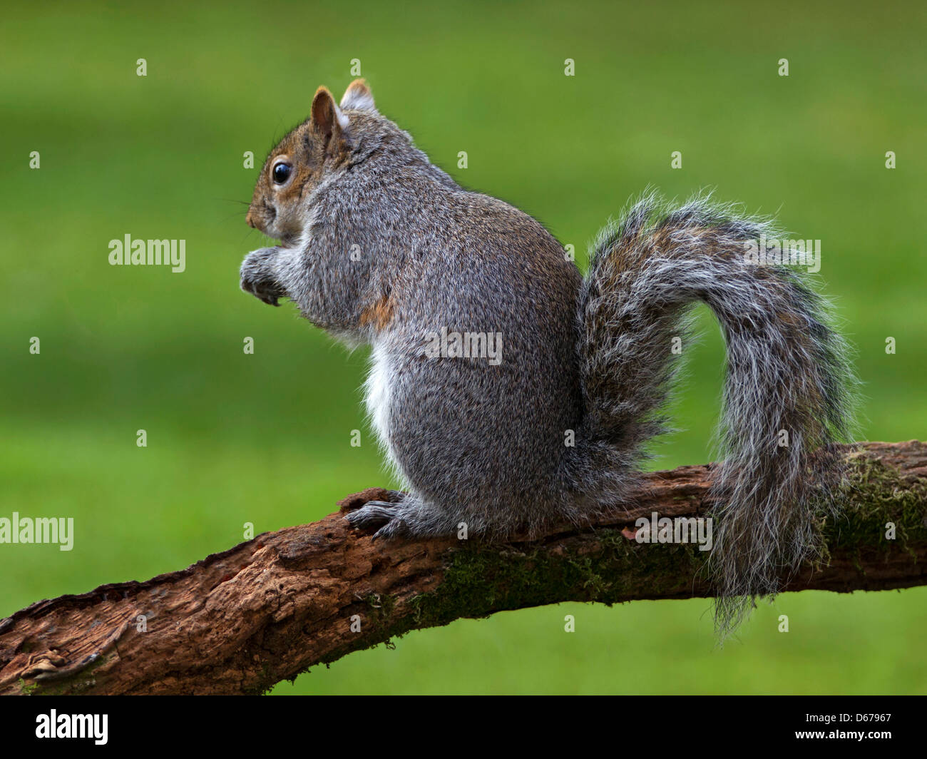 Grey squirrel in nature hi-res stock photography and images - Alamy
