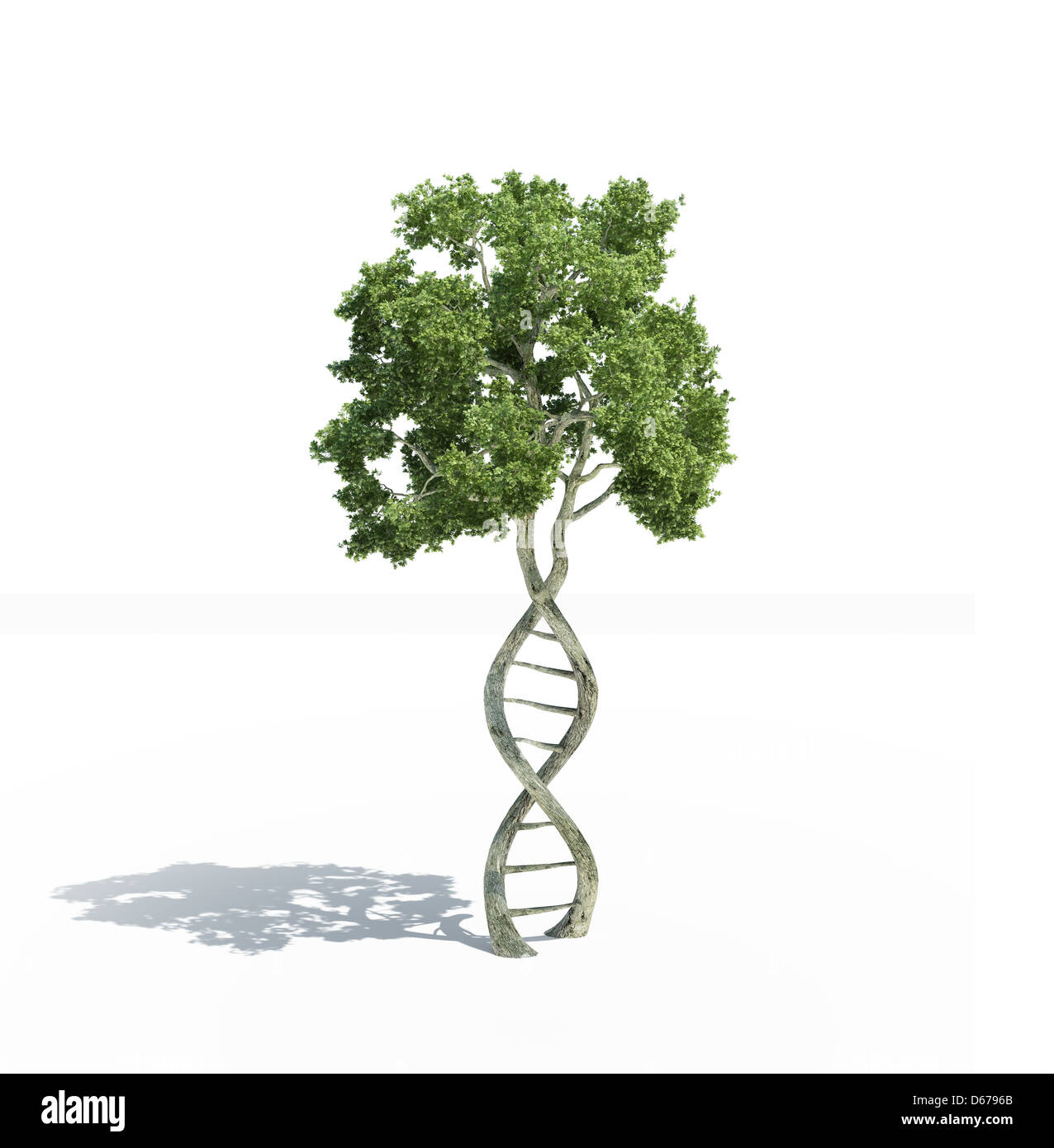 DNA shaped tree with trunks forming the double helix Stock Photo - Alamy