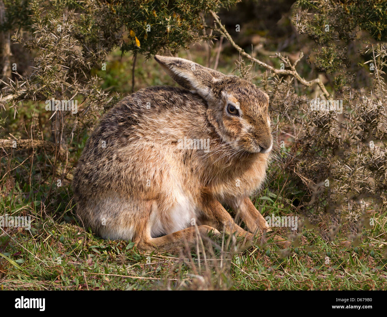European brown hare Stock Photo - Alamy