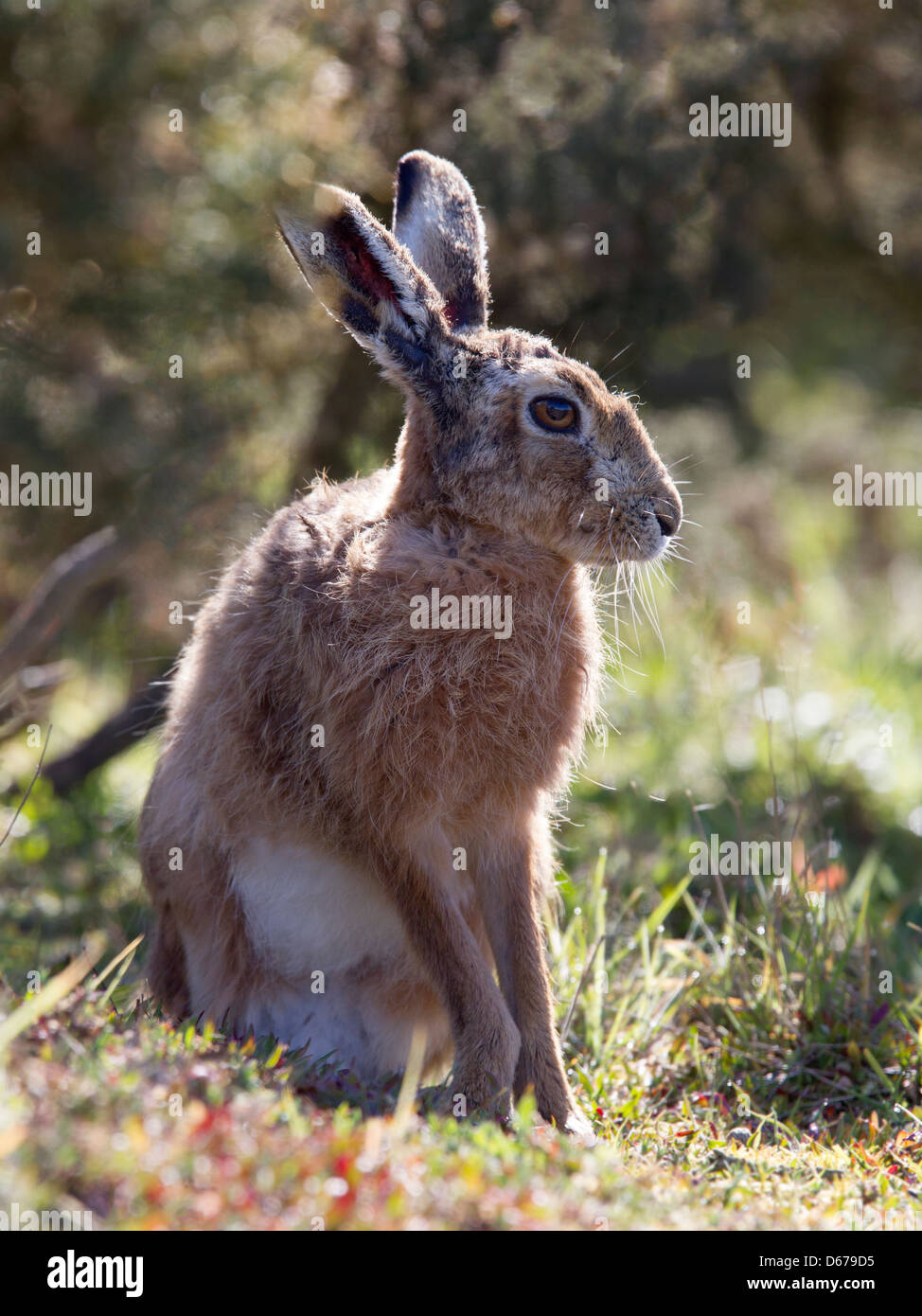 Brown hare sitting upright hi-res stock photography and images - Alamy