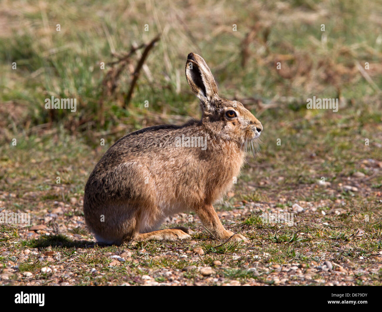 European brown hare Stock Photo - Alamy