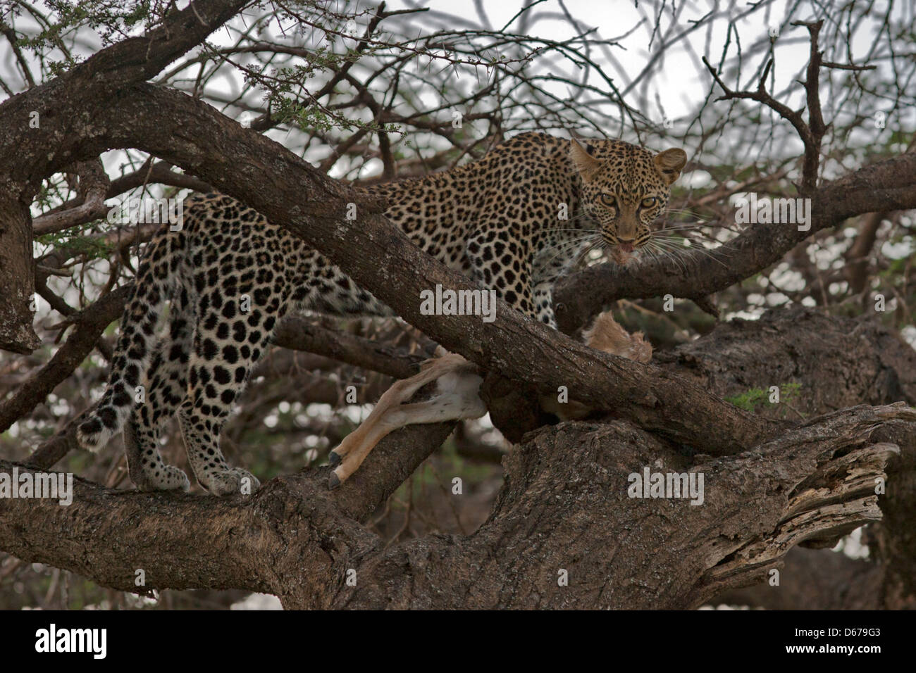 The prey of a leopard hi-res stock photography and images - Alamy