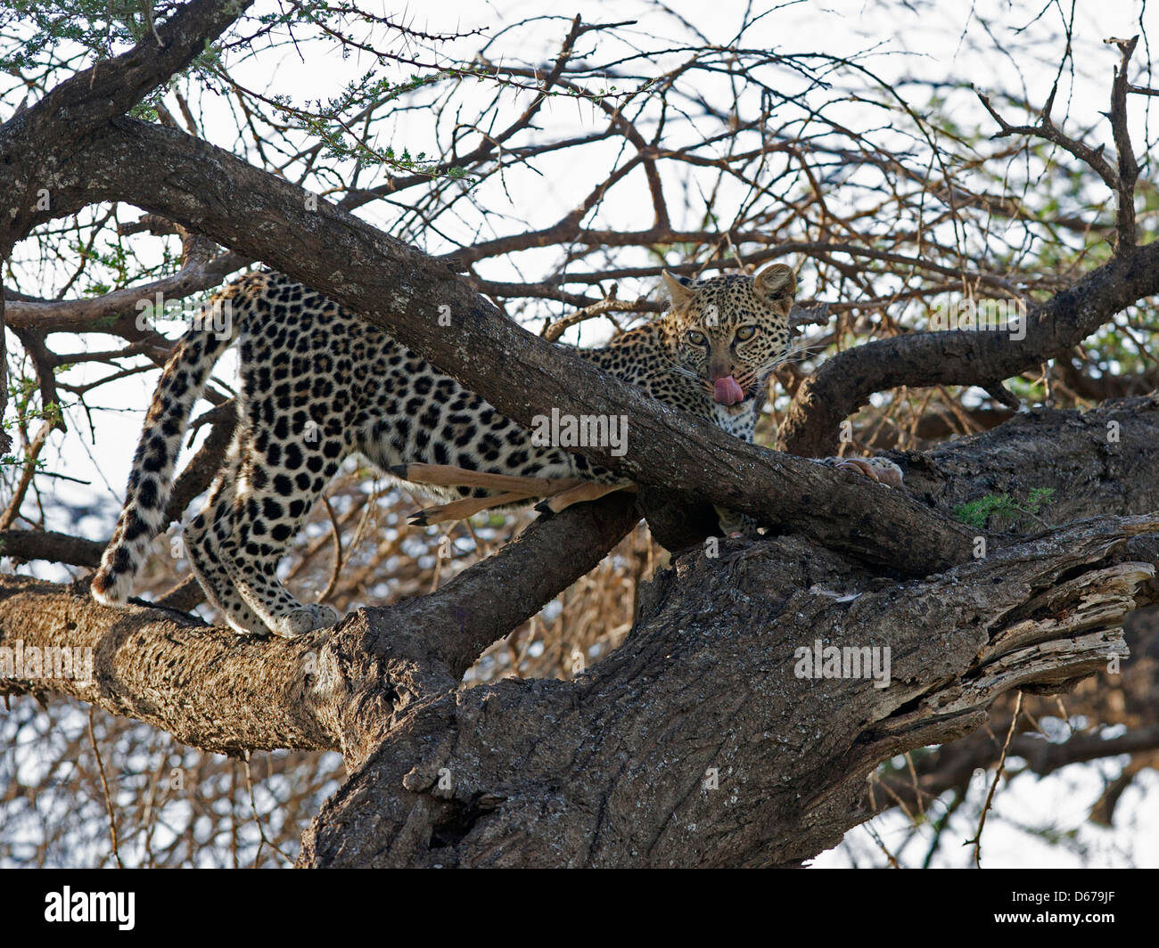 Leopard up a tree with young Thomson's gazelle Stock Photo - Alamy