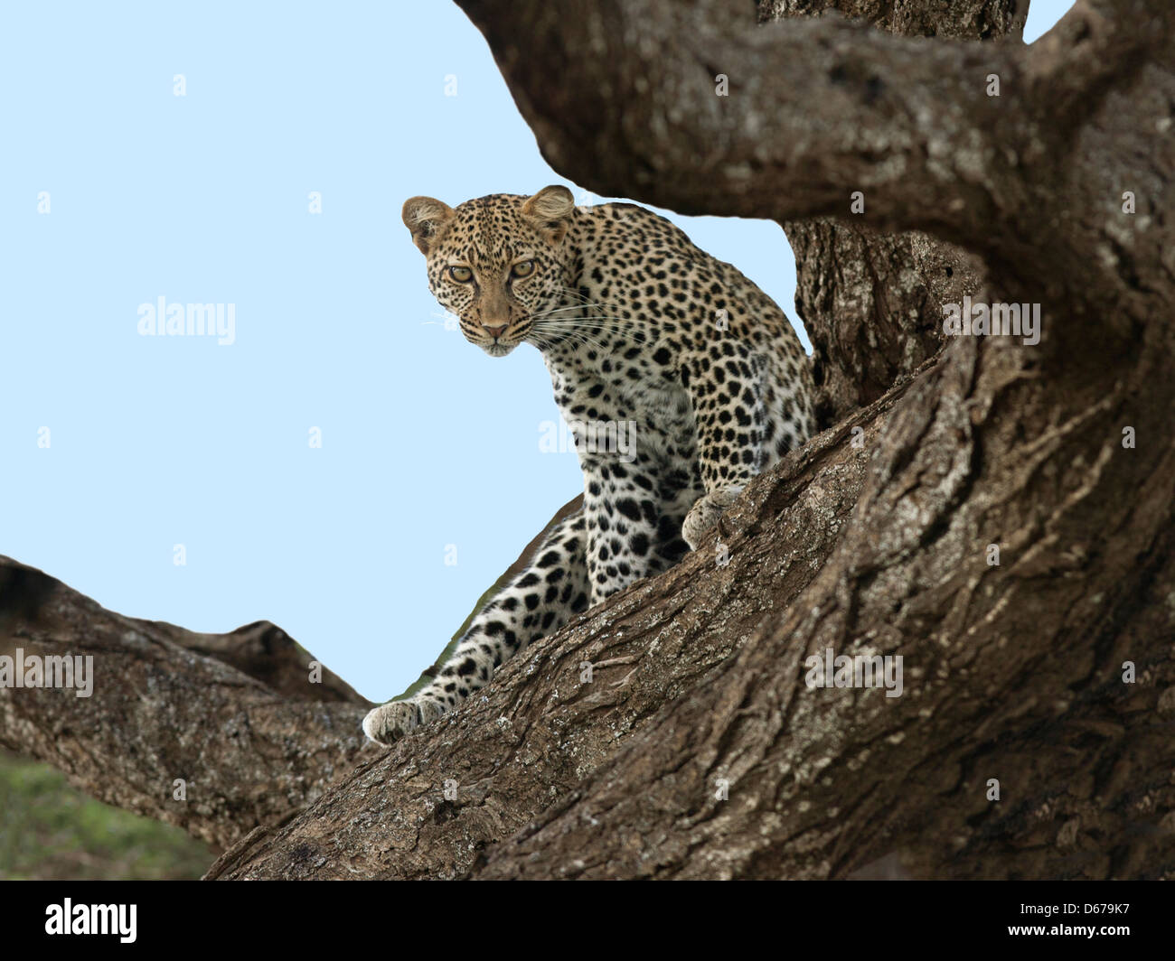 Leopard up a tree Stock Photo - Alamy
