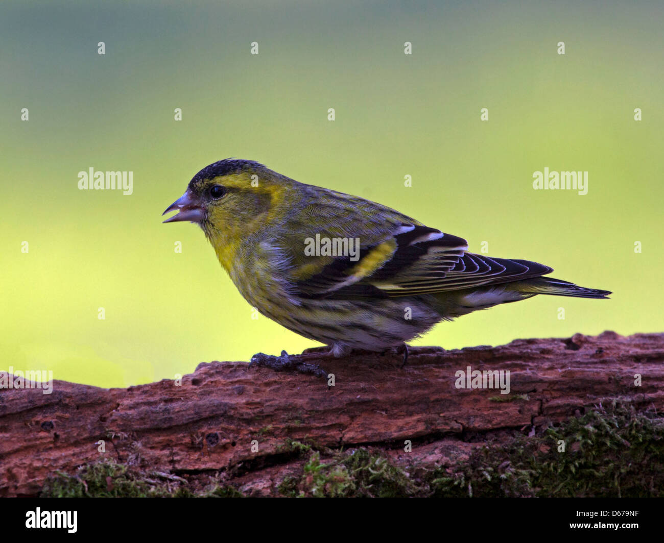 Siskin england hi-res stock photography and images - Alamy