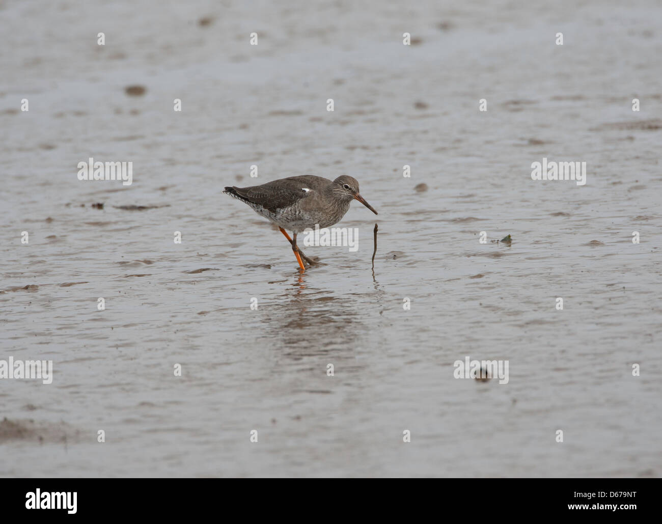 Birds with orange legs hi-res stock photography and images - Alamy