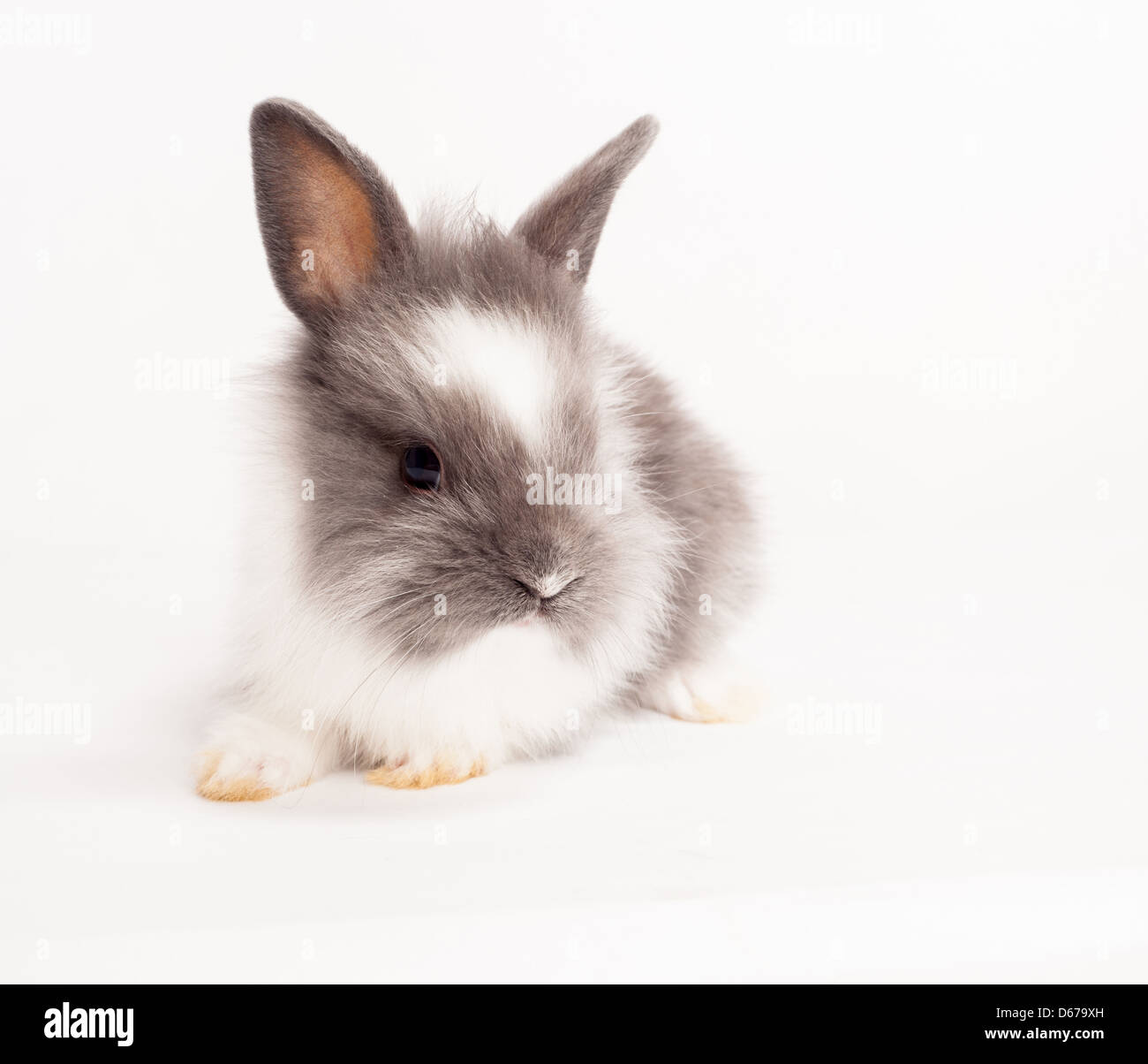 Gray rabbit ( bunny ) isolated on a white background Stock Photo - Alamy