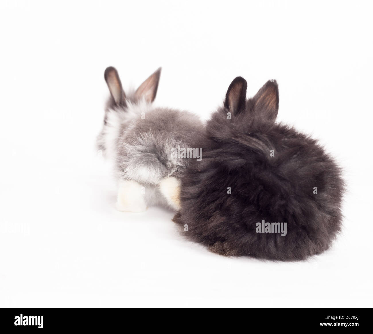 Two rabbits turned their backs to the camera on a white background ...