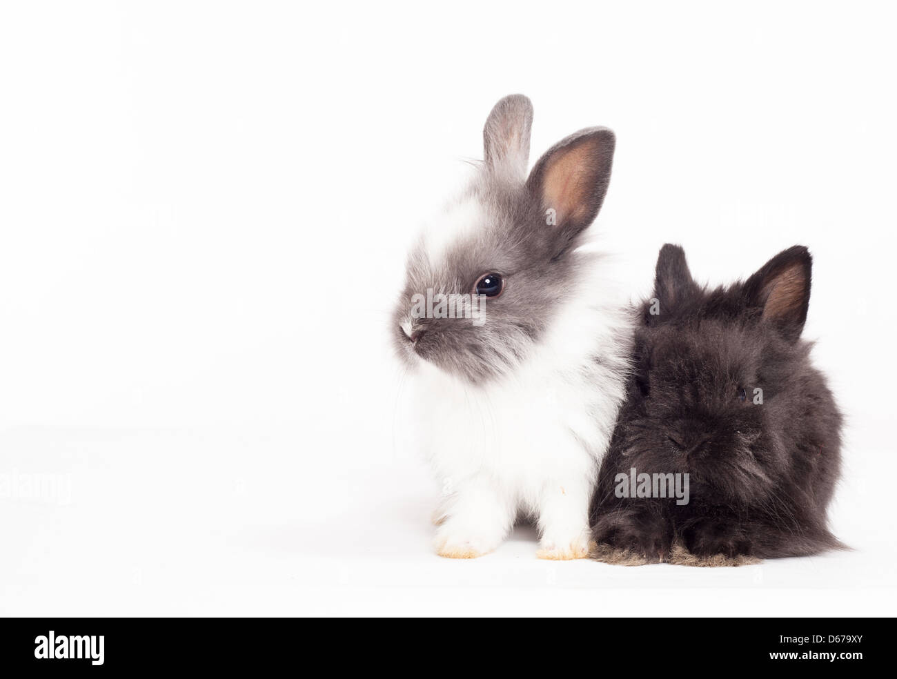 Two rabbits cuddling together isolated on a white background Stock ...