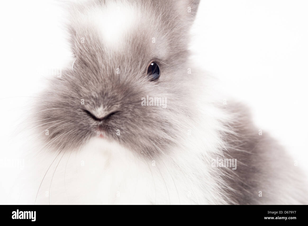 Gray rabbit ( bunny ) isolated on a white background Stock Photo - Alamy