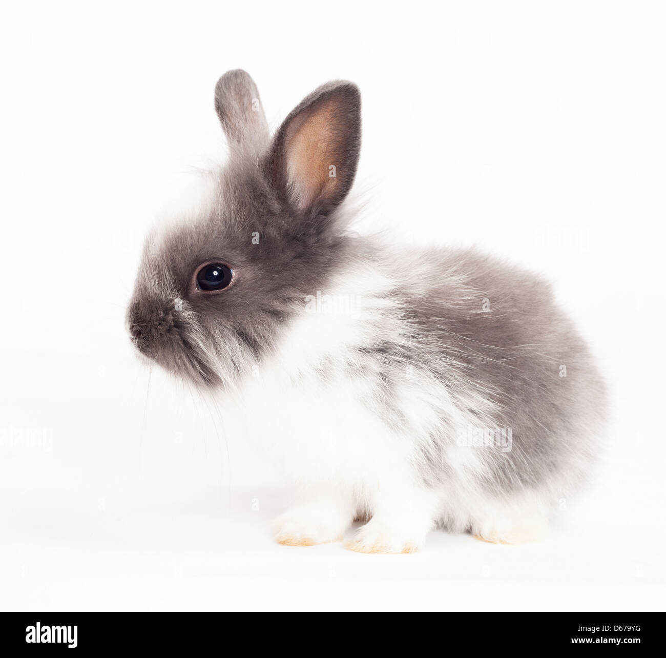 Gray rabbit ( bunny ) isolated on a white background Stock Photo - Alamy
