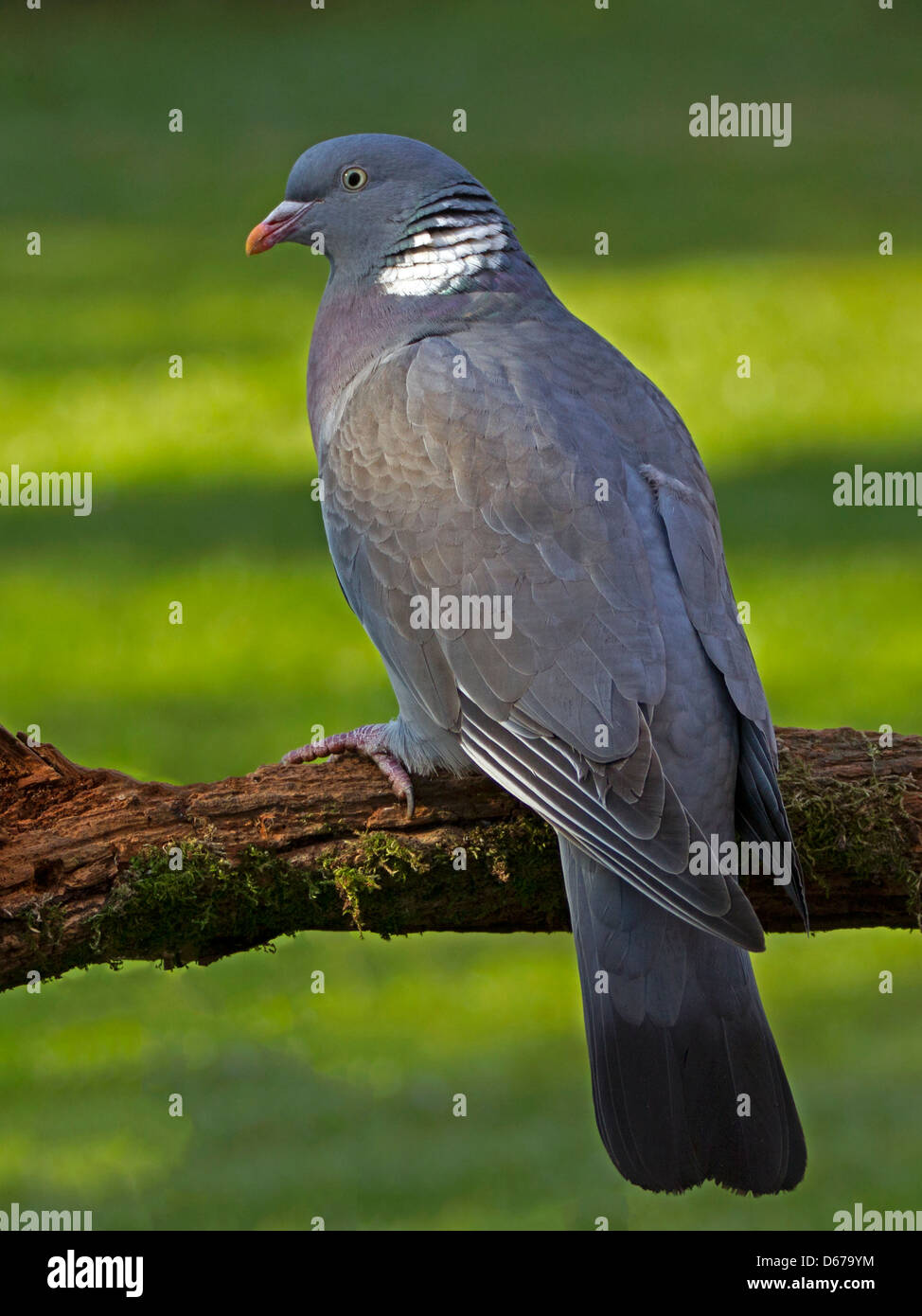 Uk wildlife common woodpigeon hi-res stock photography and images - Alamy