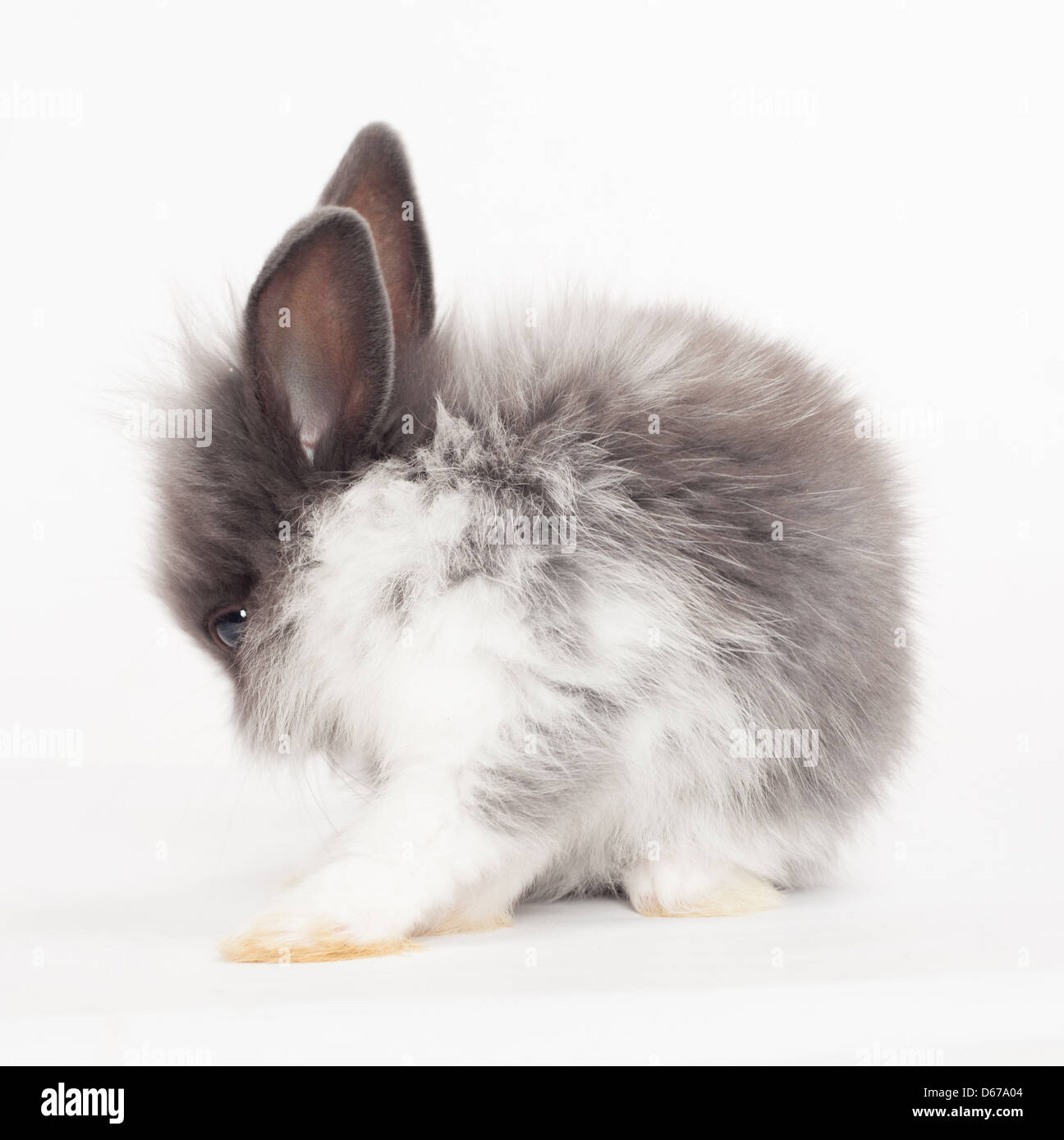 Gray rabbit ( bunny ) isolated on a white background Stock Photo - Alamy