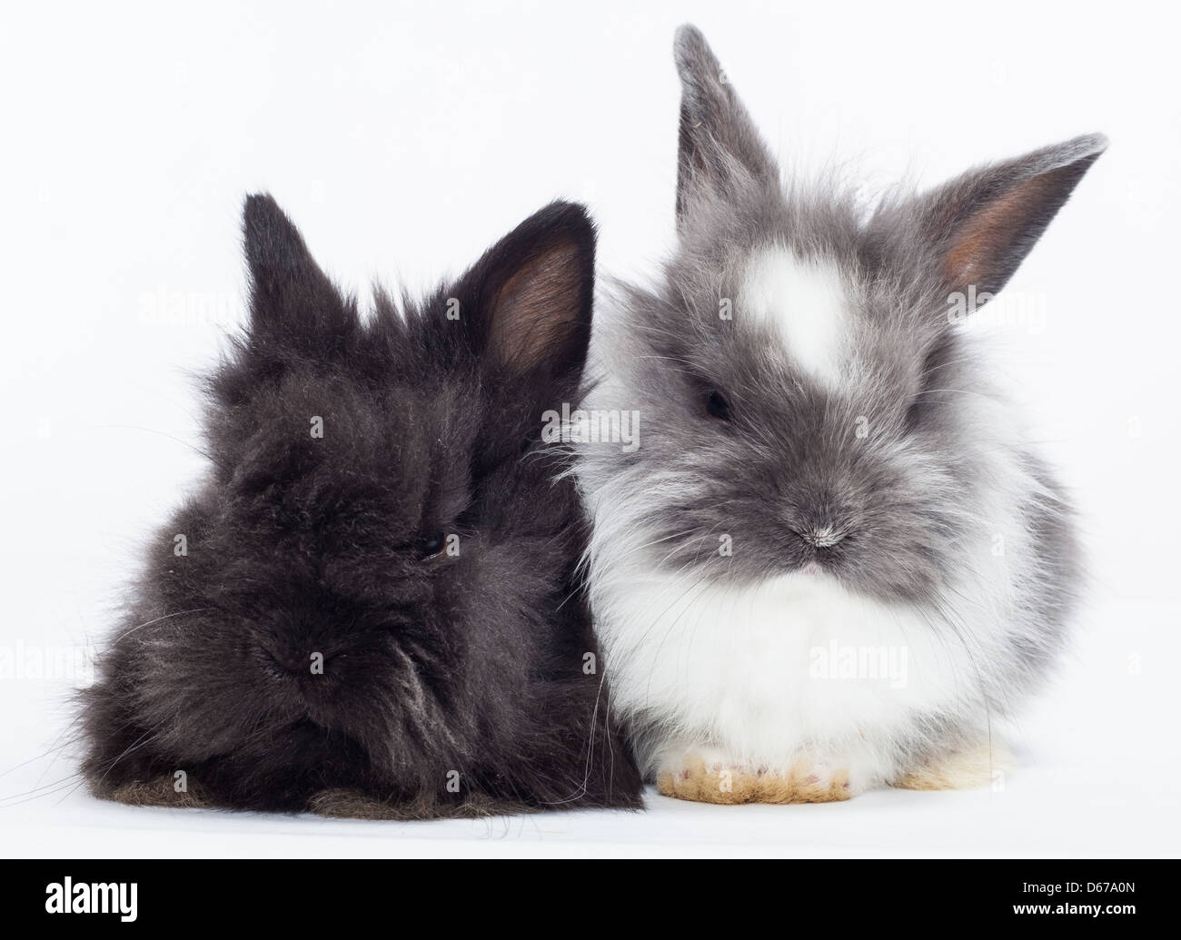 Two white rabbits hi-res stock photography and images - Alamy