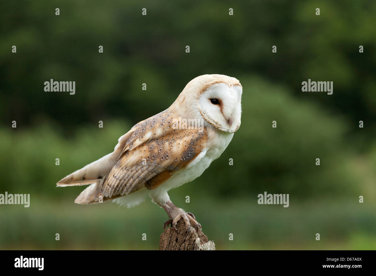 Side on view of a barn owl perched on a wooden post with very out of ...
