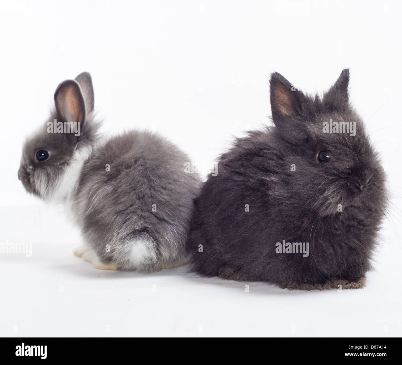 Two adorable black white rabbits hi-res stock photography and images ...
