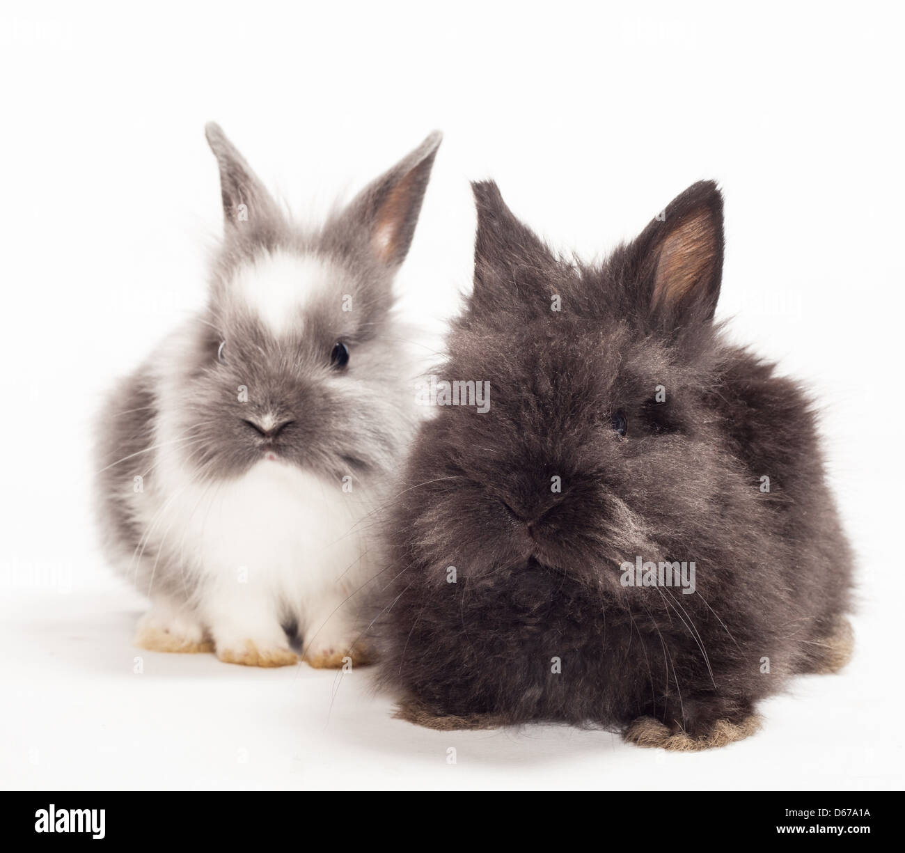 Two rabbit on a white background Stock Photo - Alamy