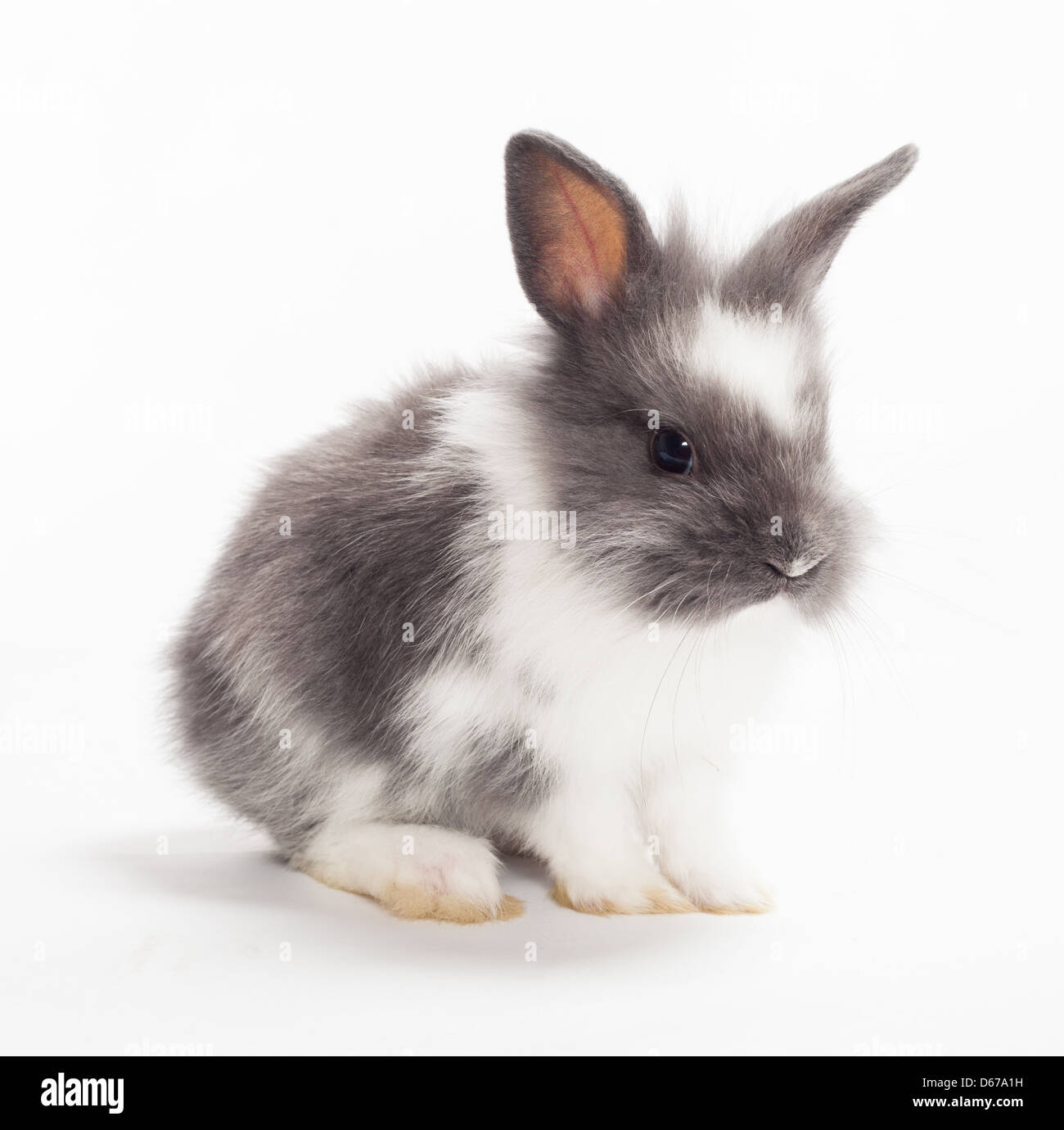 Gray rabbit ( bunny ) isolated on a white background Stock Photo - Alamy