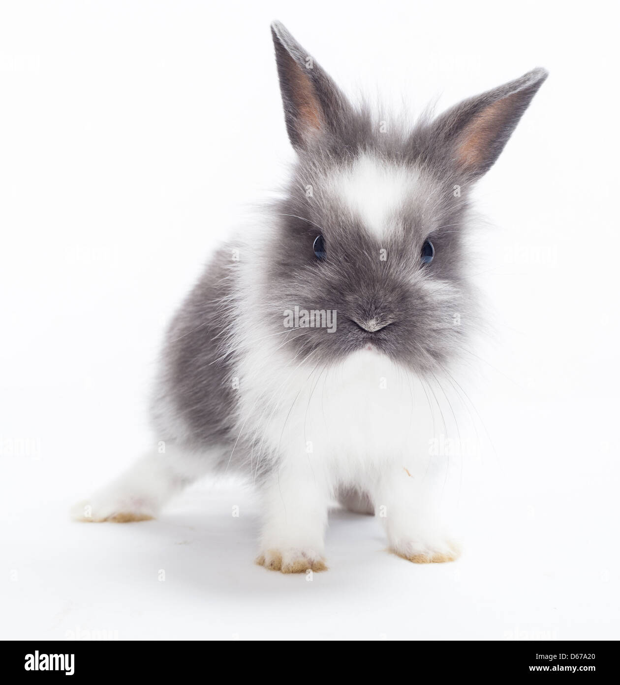 Gray rabbit ( bunny ) isolated on a white background Stock Photo - Alamy