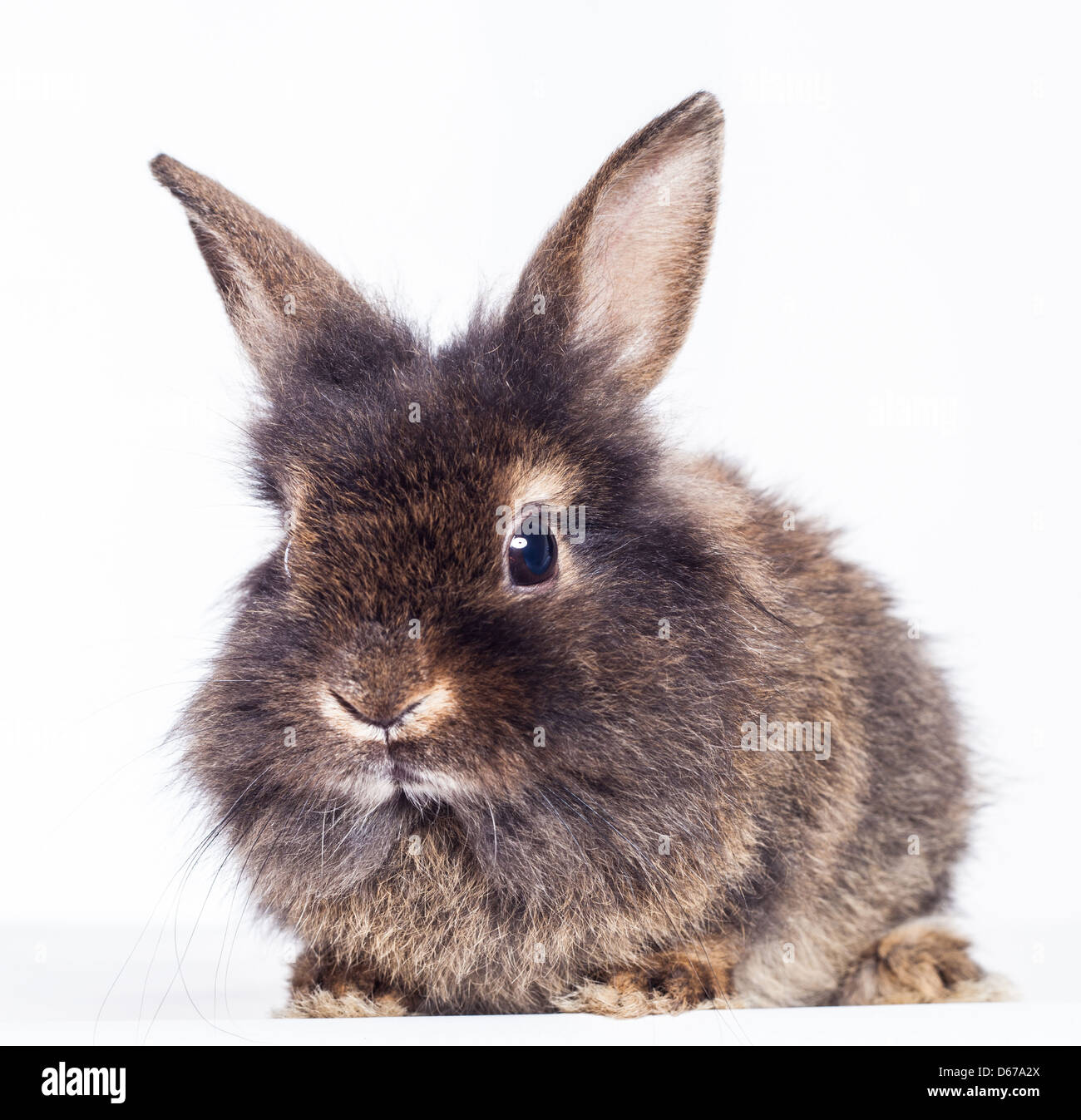 Gray rabbit ( bunny ) isolated on a white background Stock Photo - Alamy
